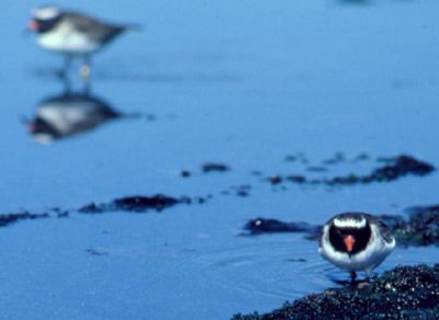 Shore Plover : Birding NZ